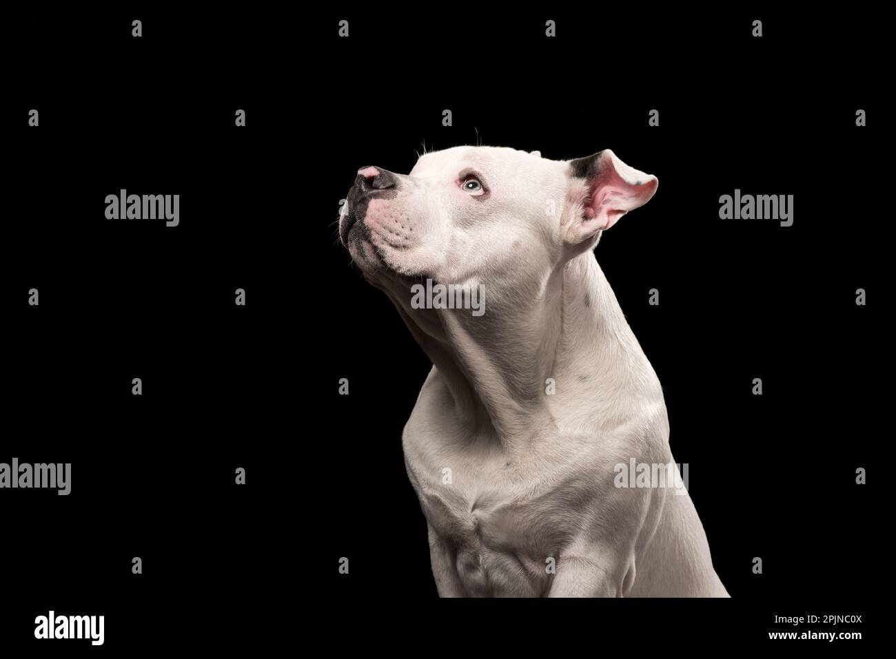 dog portraits happy Stock Photo - Alamy