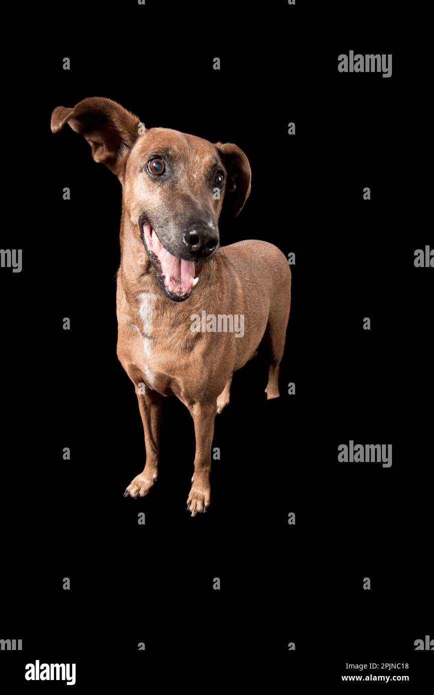 dog portraits happy Stock Photo - Alamy