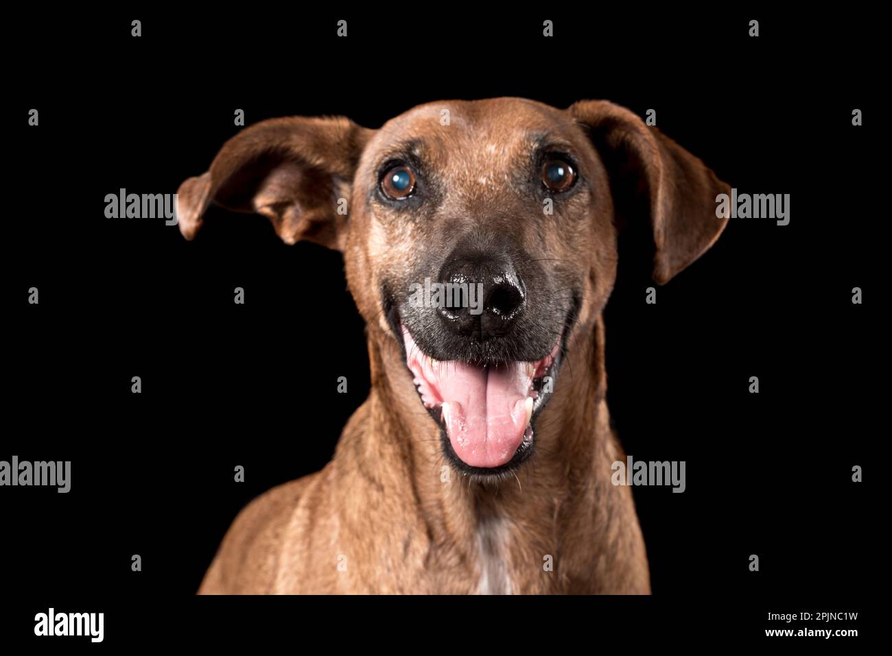 dog portraits happy Stock Photo - Alamy