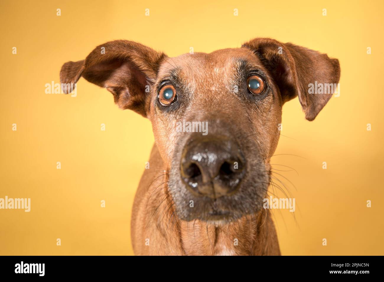 dog portraits happy Stock Photo - Alamy