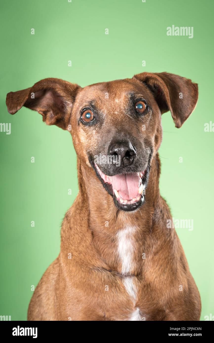 dog portraits happy Stock Photo - Alamy