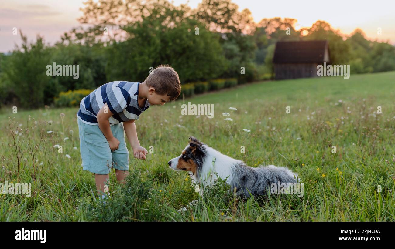 LIttle boy training his dog in the nature Stock Photo - Alamy