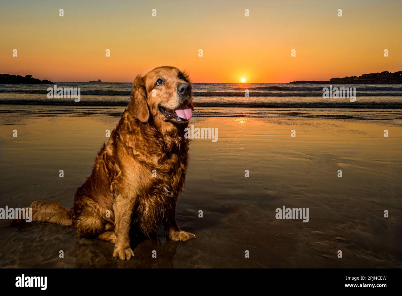 dog portraits happy Stock Photo - Alamy