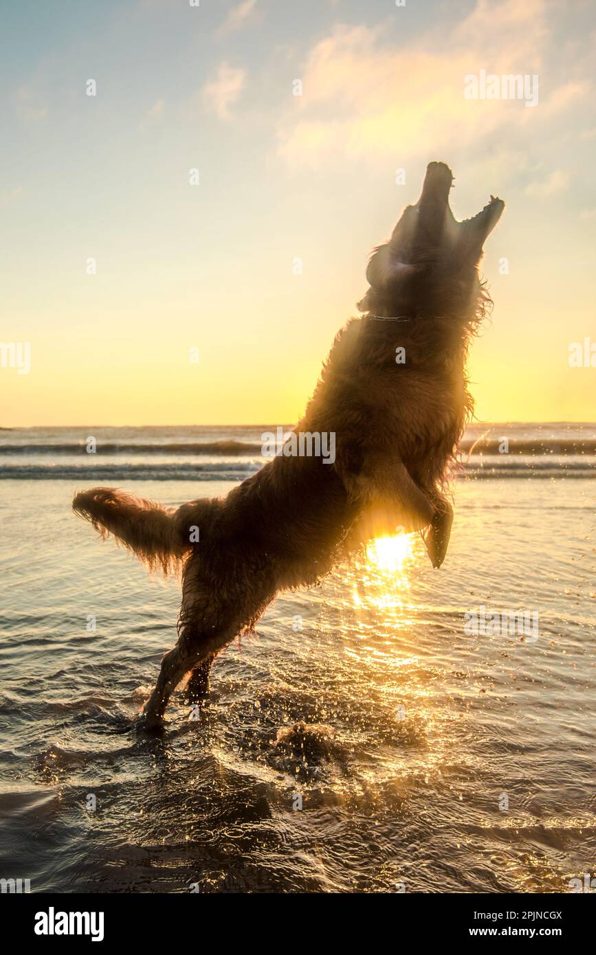 dog portraits happy Stock Photo - Alamy