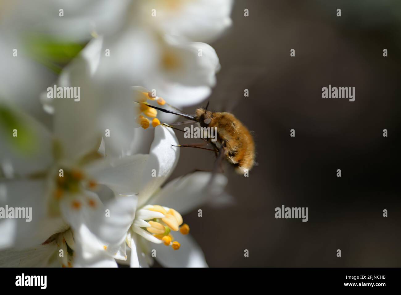 Bee and Flower Stock Photo - Alamy