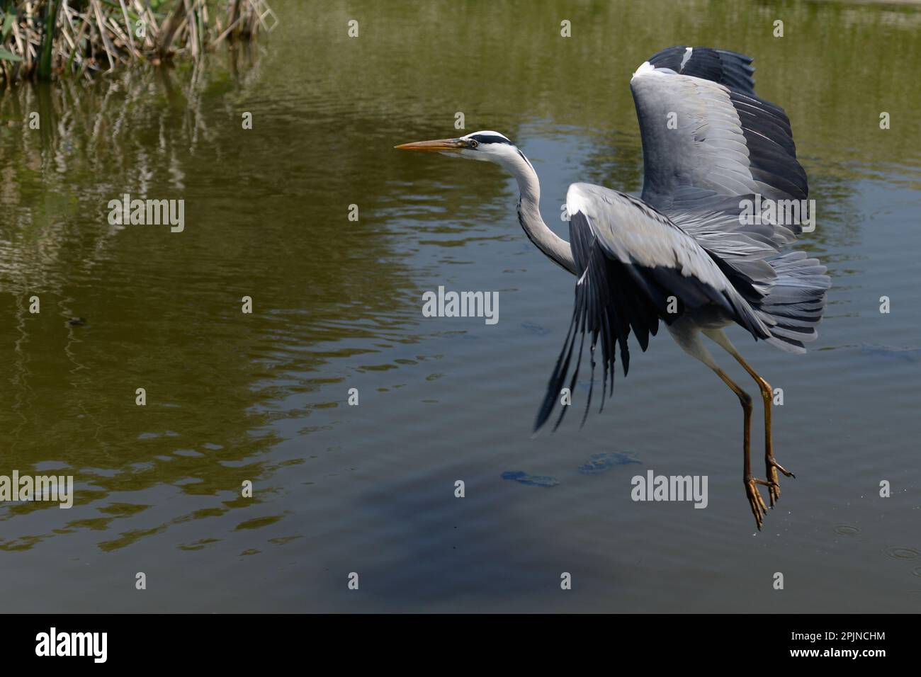 Beauty in the natrue hi-res stock photography and images - Alamy