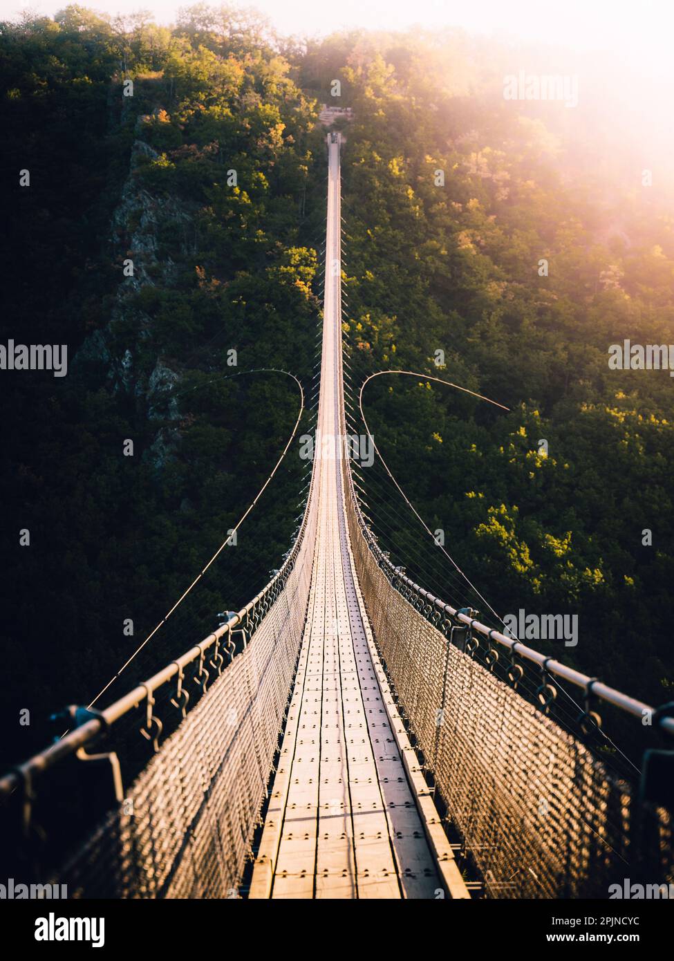 The Geierlay suspension bridge in Germany surrounded by lush green ...