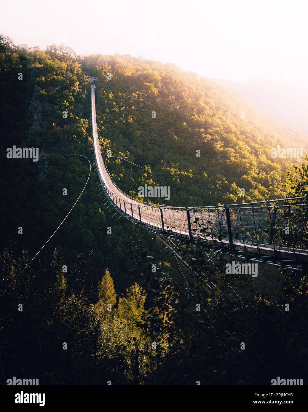 The Geierlay suspension bridge in Germany surrounded by lush green ...