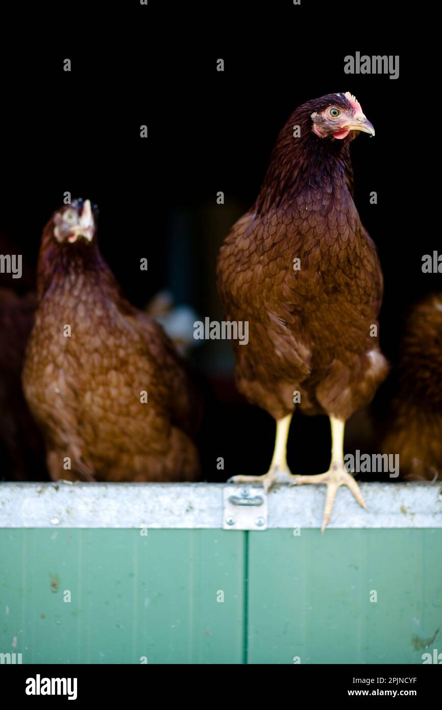 Chickens clucking hi-res stock photography and images - Alamy