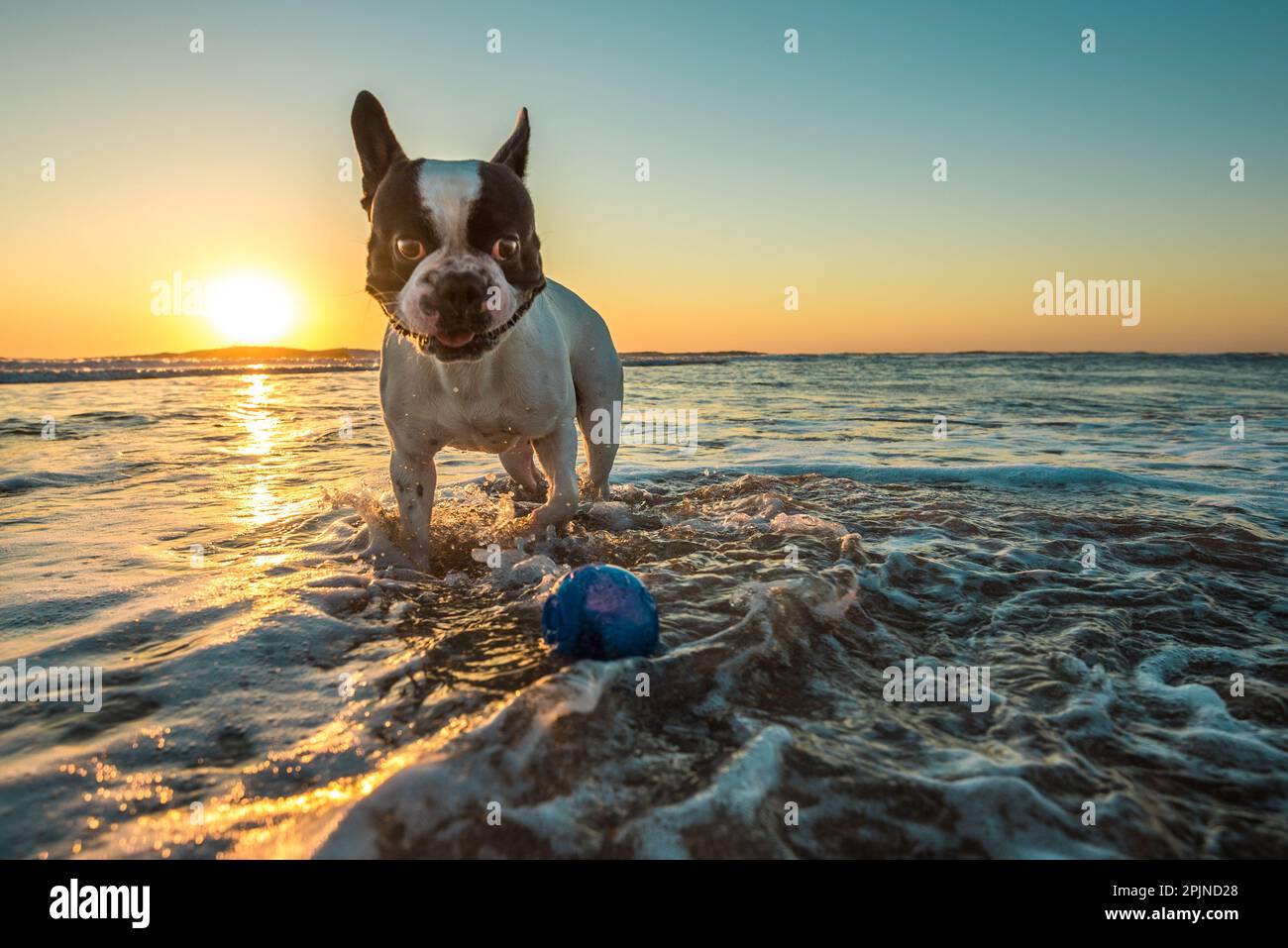 dog portraits happy Stock Photo - Alamy