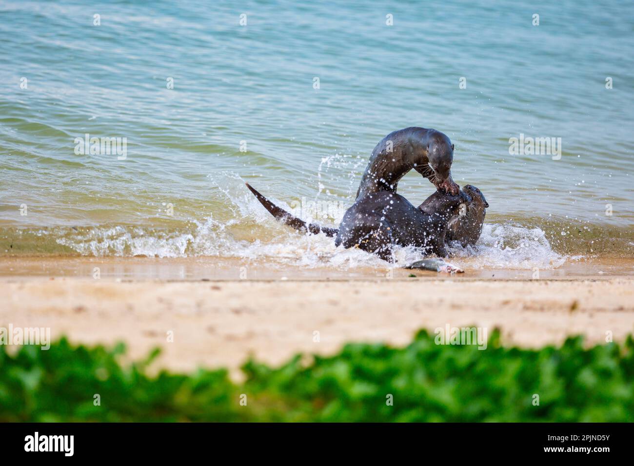 Sea fish long nose hi-res stock photography and images - Alamy
