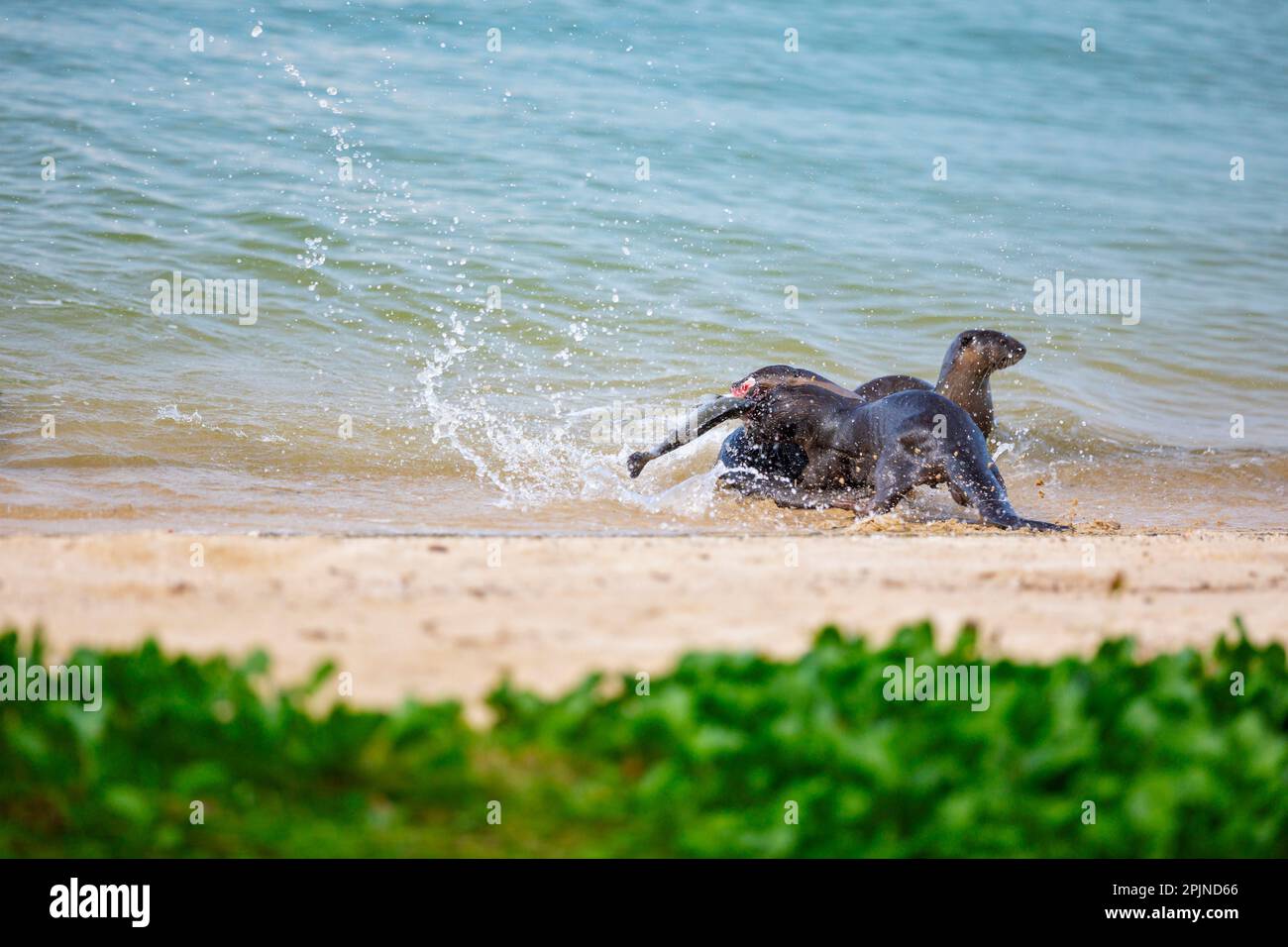 Sea fish long nose hi-res stock photography and images - Alamy