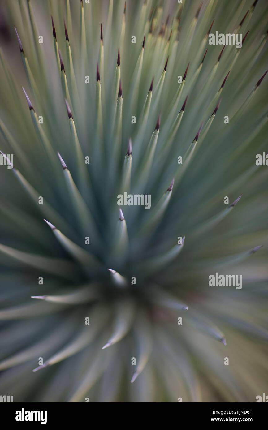 Yucca rostrata hi-res stock photography and images - Alamy