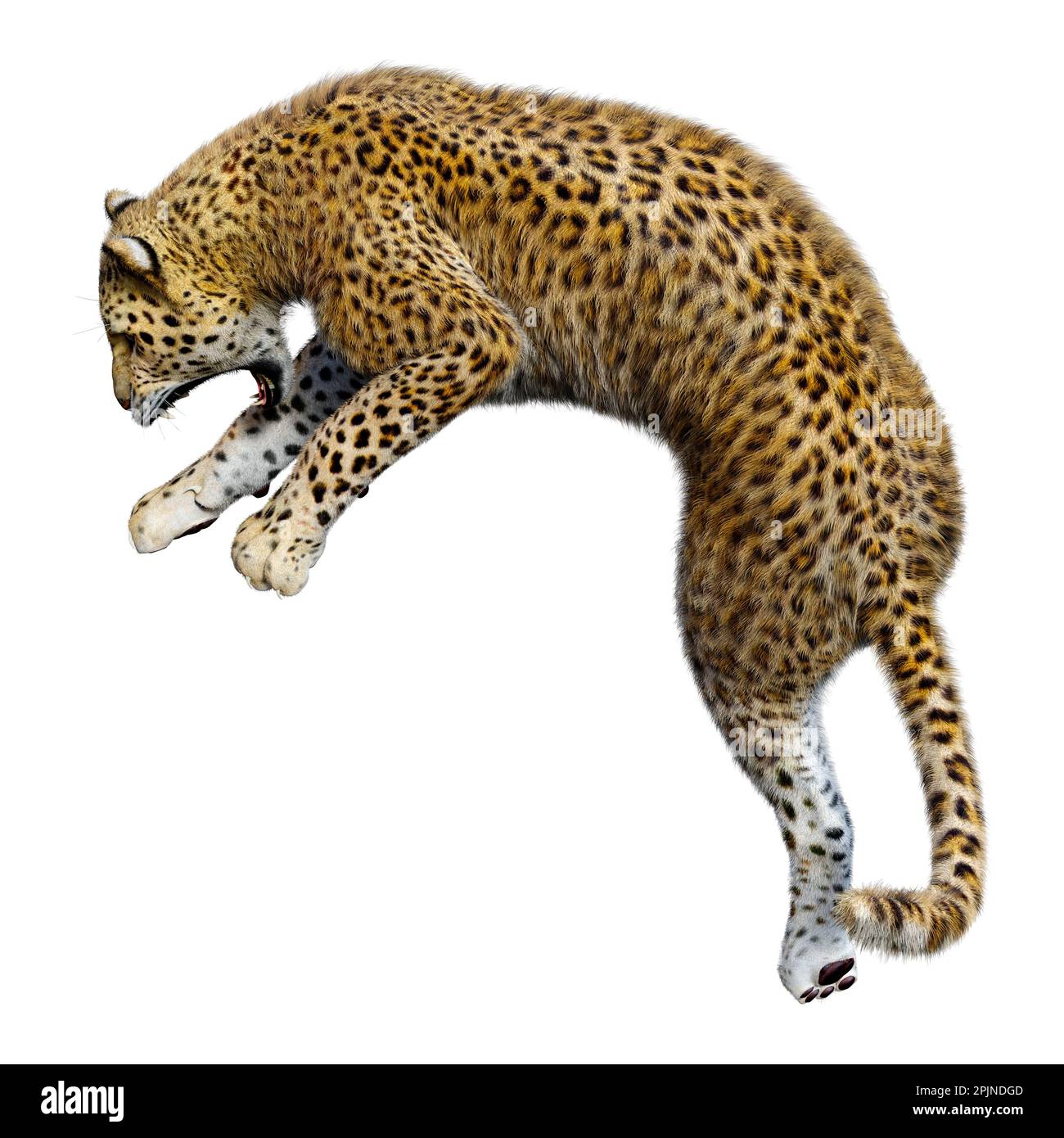 3D rendering of a big cat leopard isolated on white background Stock ...