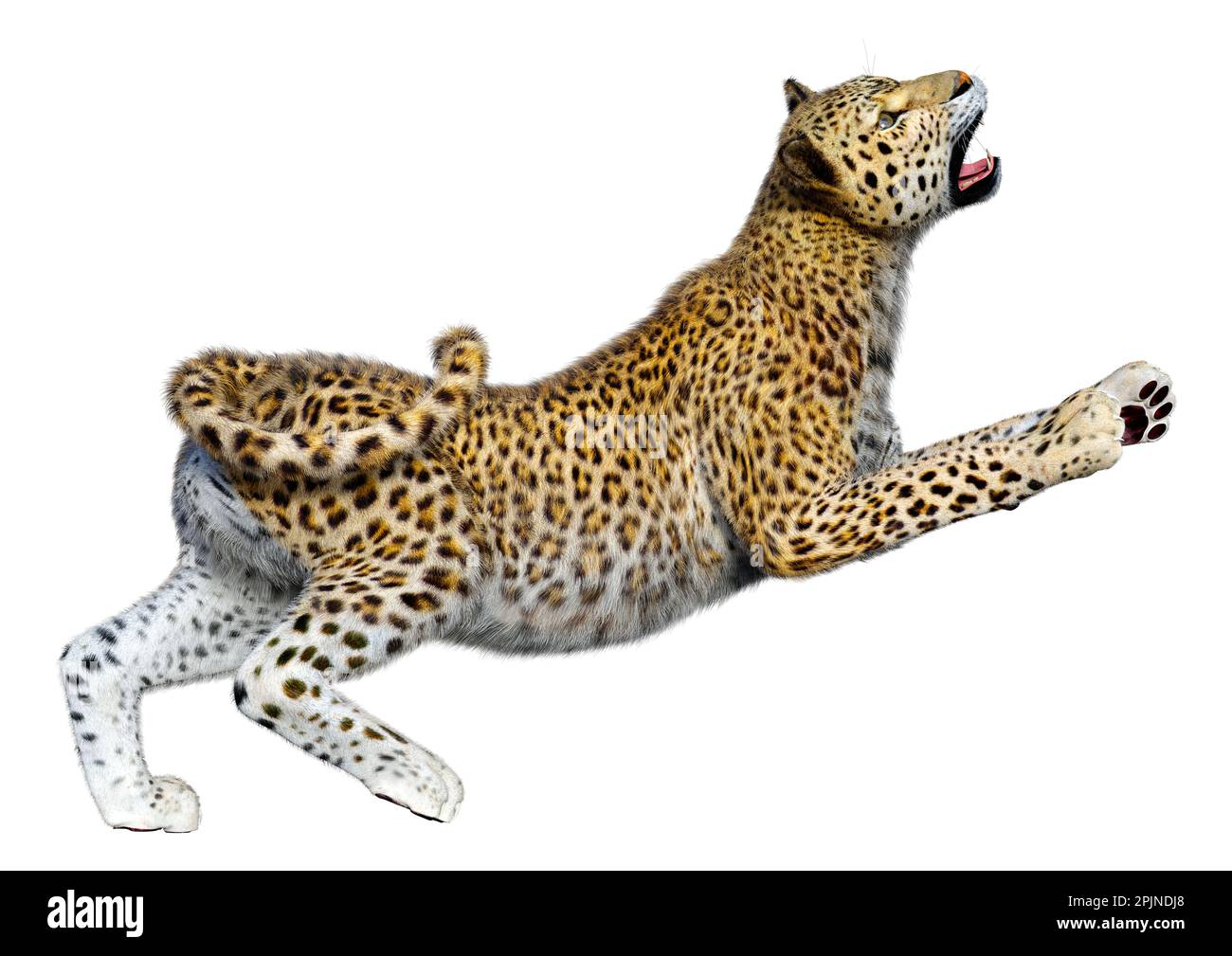 3D rendering of a big cat leopard isolated on white background Stock ...