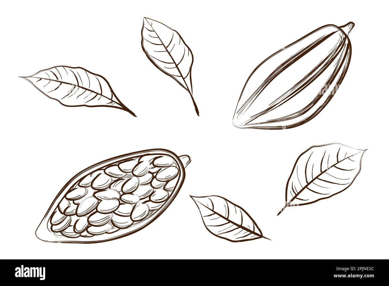 Cocoa beans and cocoa pods and leafs. Tropical cacao seeds. Hand drawn ...
