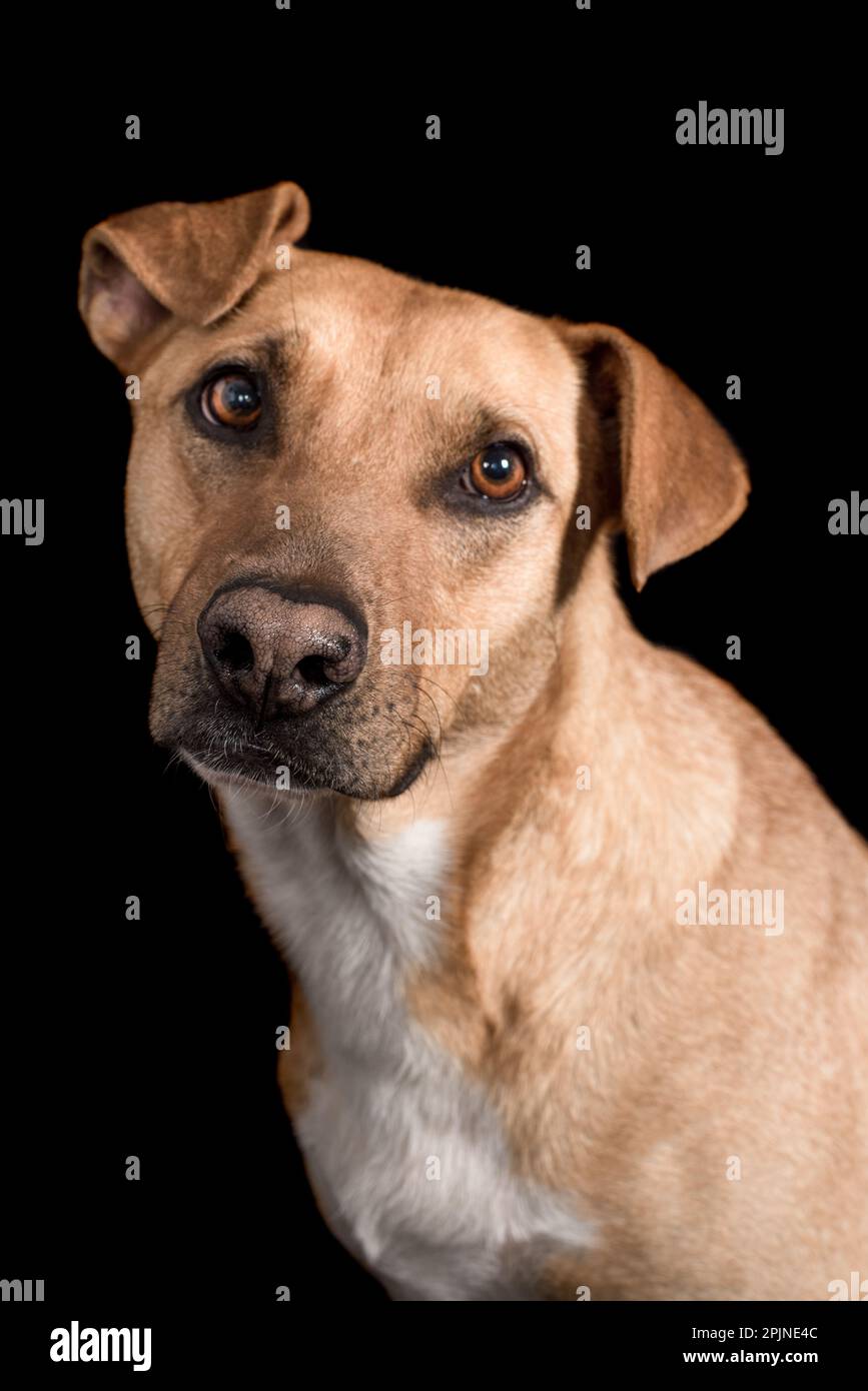 dog portraits happy Stock Photo - Alamy