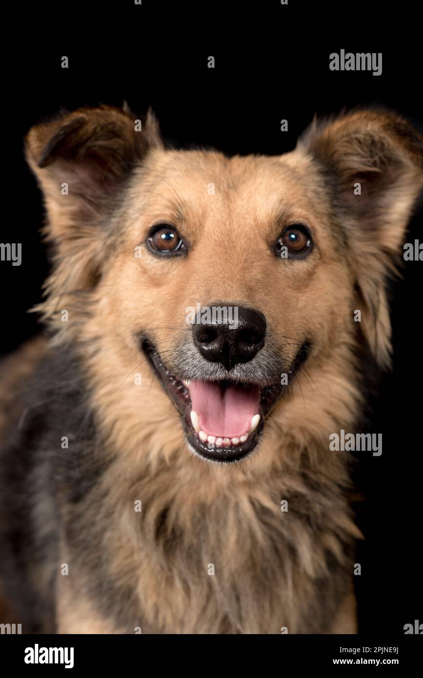 dog portraits happy Stock Photo - Alamy