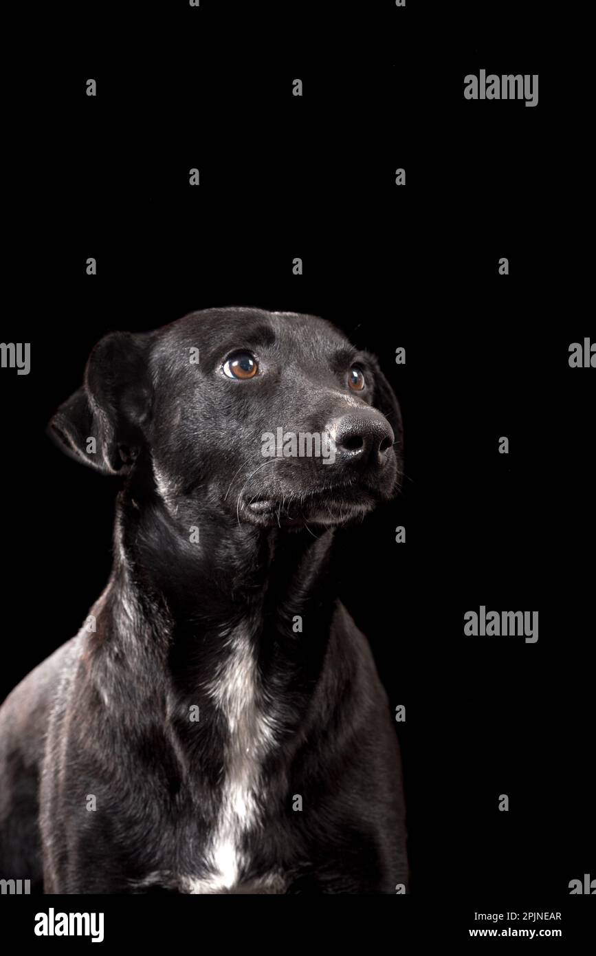 dog portraits happy Stock Photo - Alamy