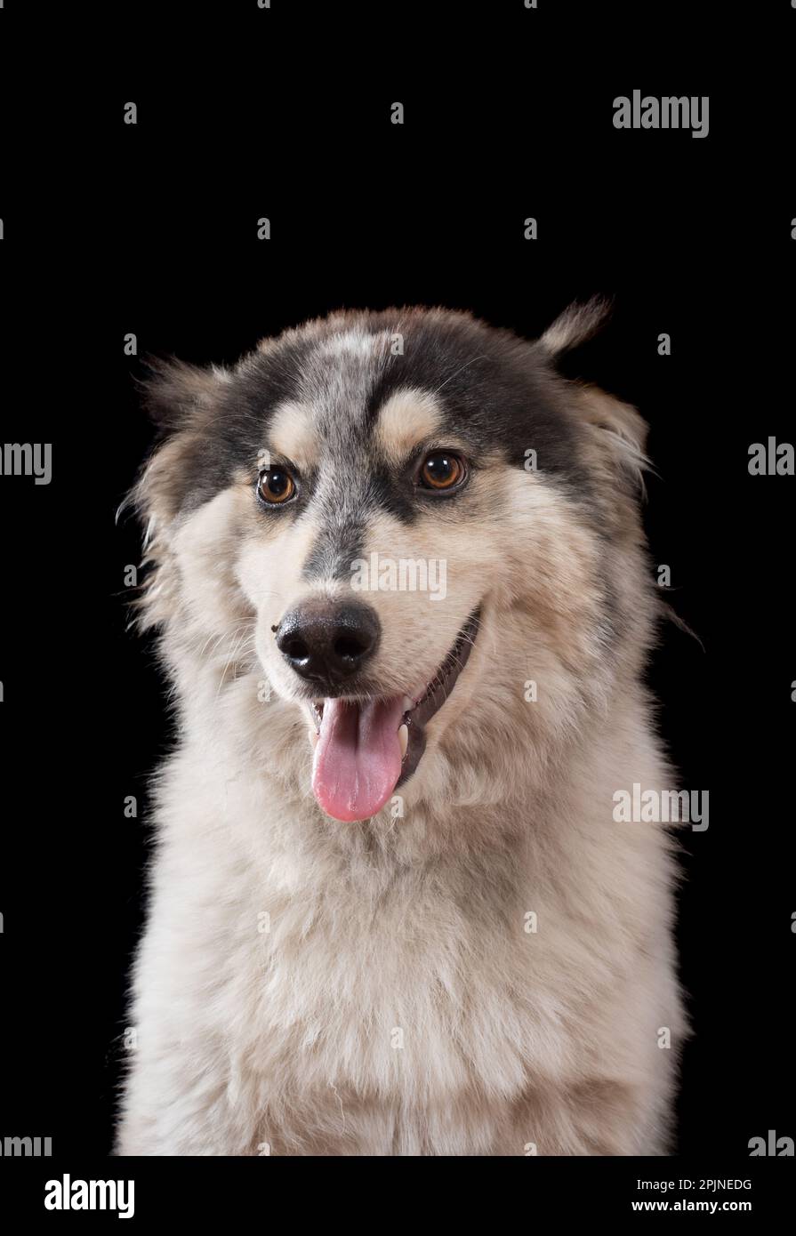 dog portraits happy Stock Photo - Alamy