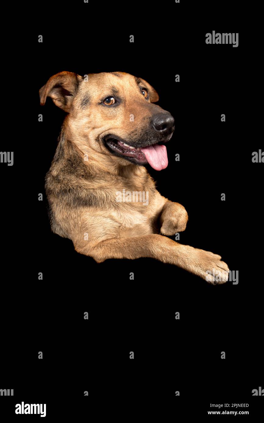 dog portraits happy Stock Photo - Alamy