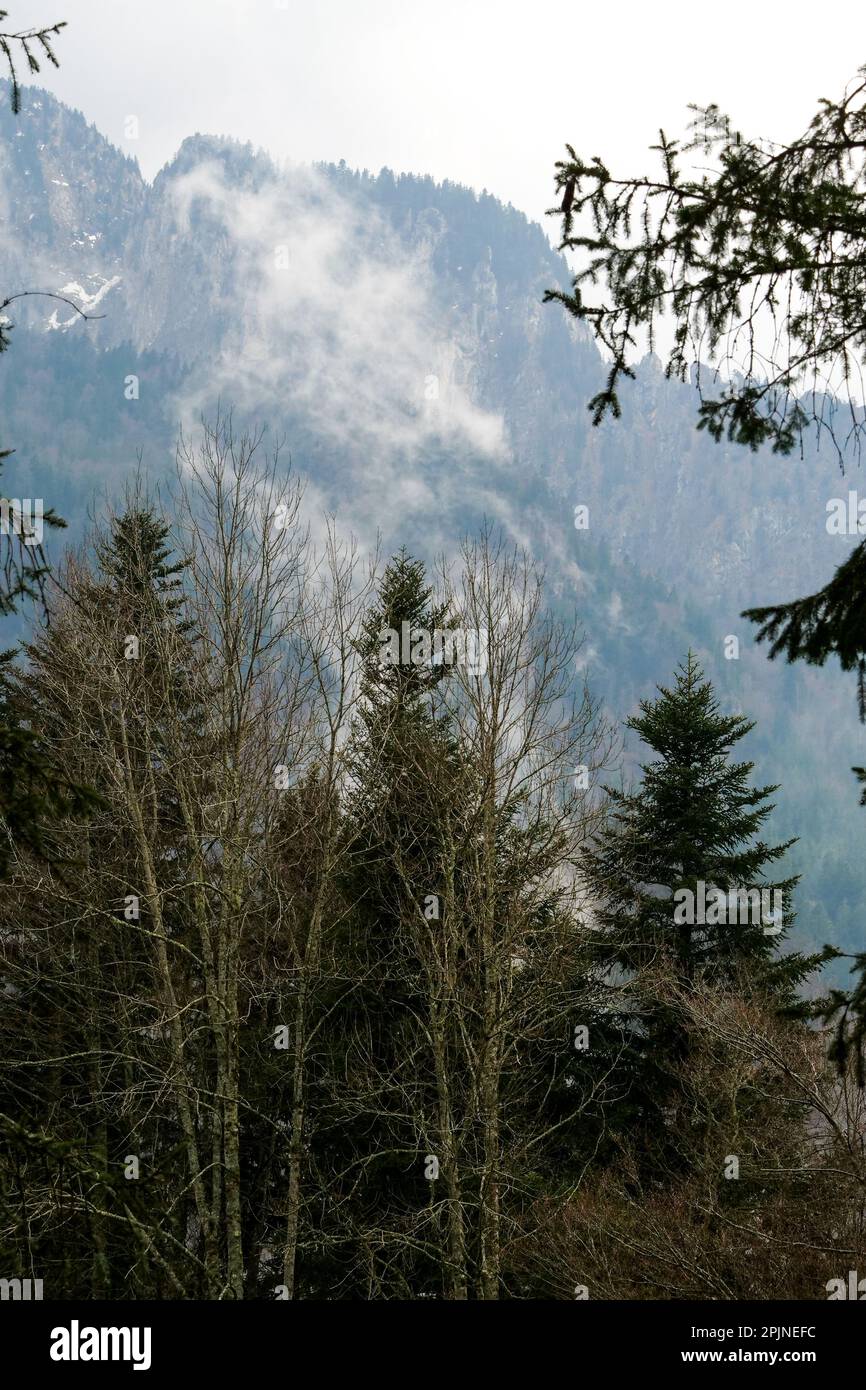 Foret de la grande chartreuse hi-res stock photography and images - Alamy