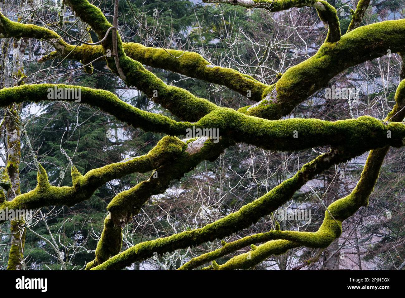 Branches of an old tree covered with foam, trees alley of the Grande ...