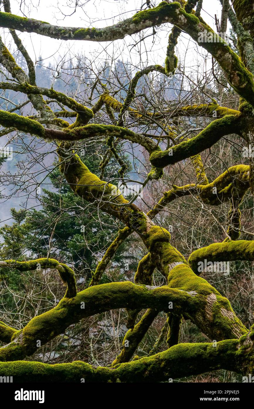 Branches of an old tree covered with foam, trees alley of the Grande ...