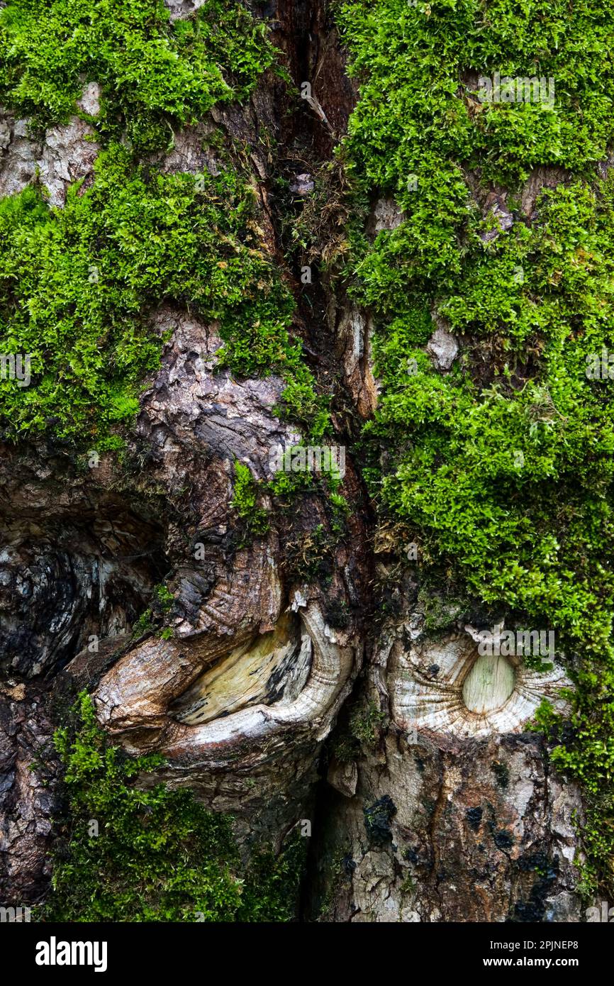 Fresh green foam growing on a tree trunk, Saint-Pierre de Chartreuse ...