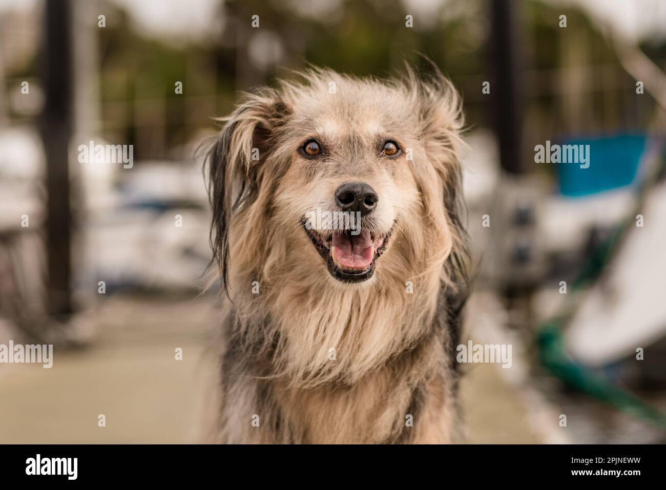 dog portraits happy Stock Photo - Alamy