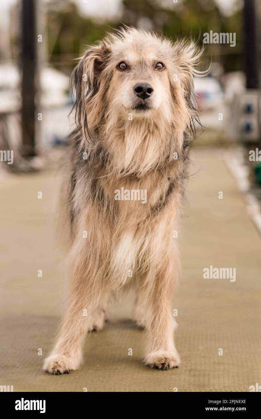 dog portraits happy Stock Photo - Alamy