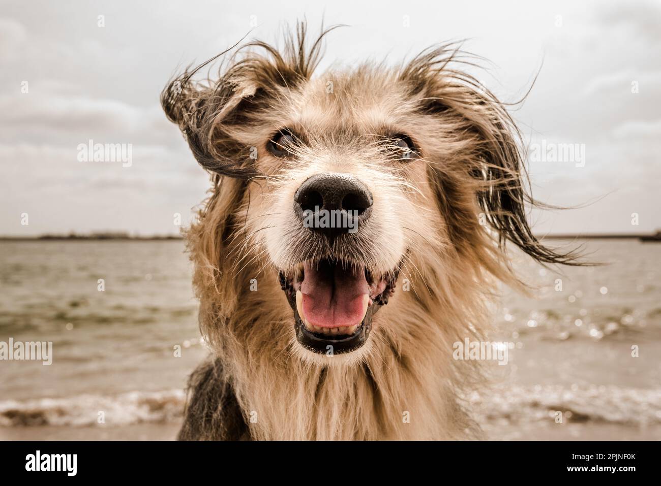 dog portraits happy Stock Photo - Alamy