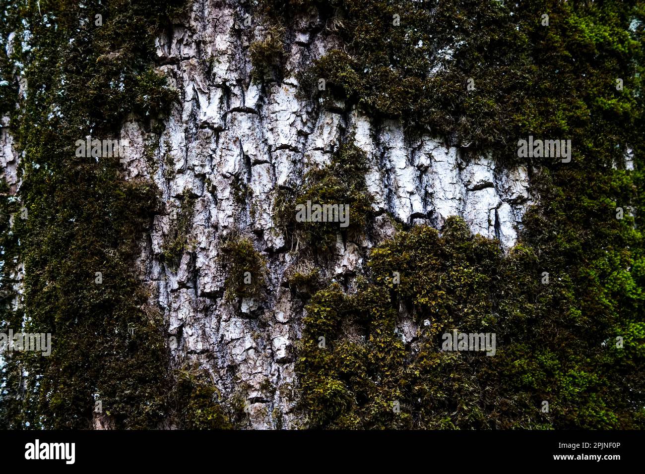 Foam on a tree trunk, Saint-Pierre de Chartreuse, Isere, France Stock ...
