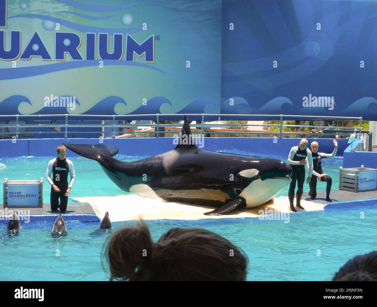 Miami, United States. 18th June, 2012. File photo of Lolita, the killer ...