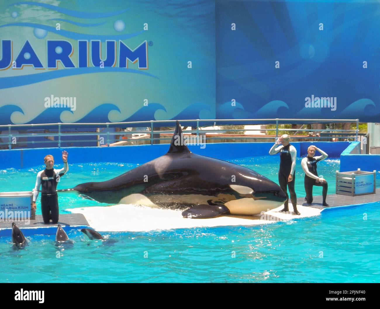 Miami, United States. 18th June, 2012. File photo of Lolita, the killer ...