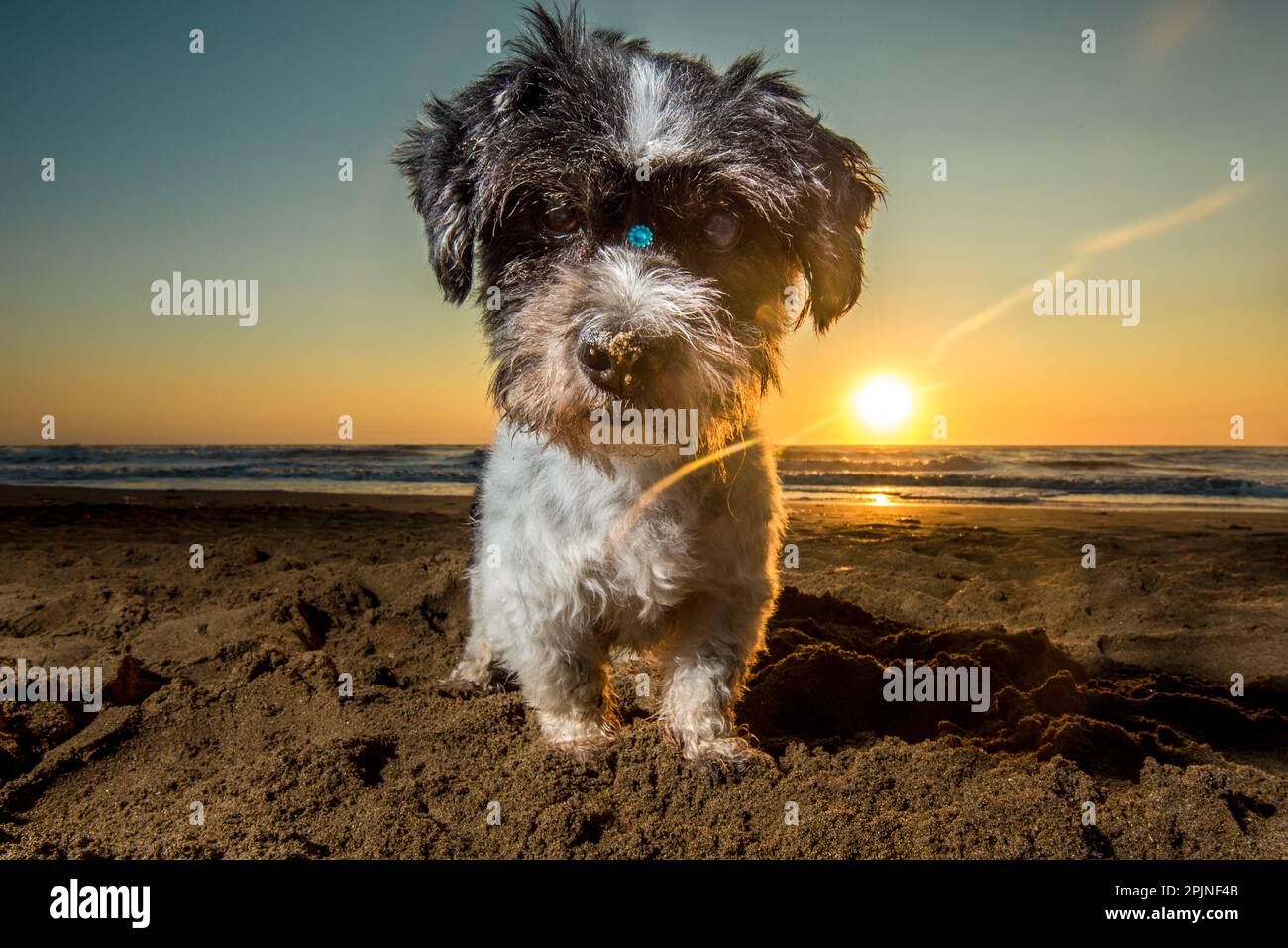dog portraits happy Stock Photo - Alamy