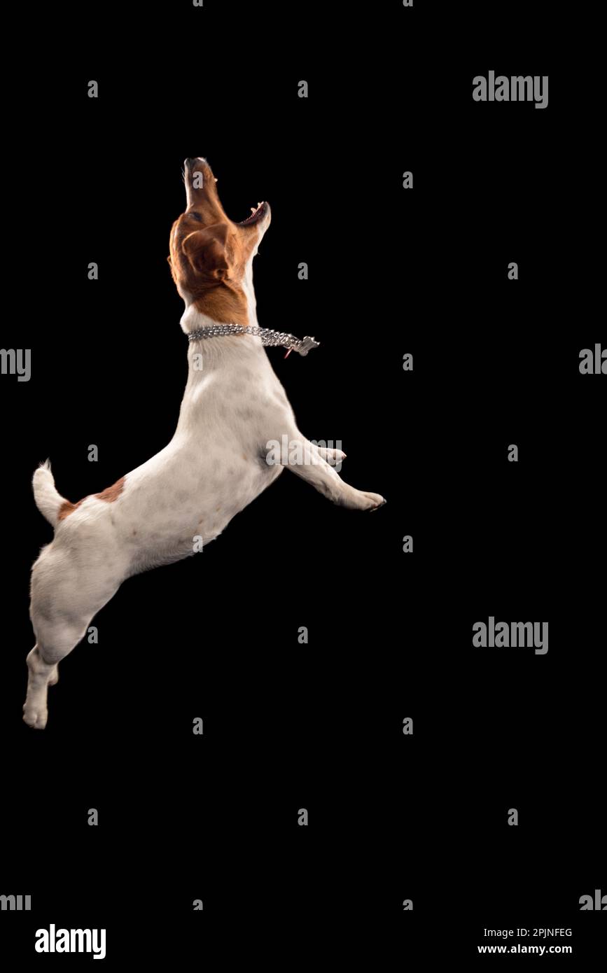 dog portraits happy Stock Photo - Alamy