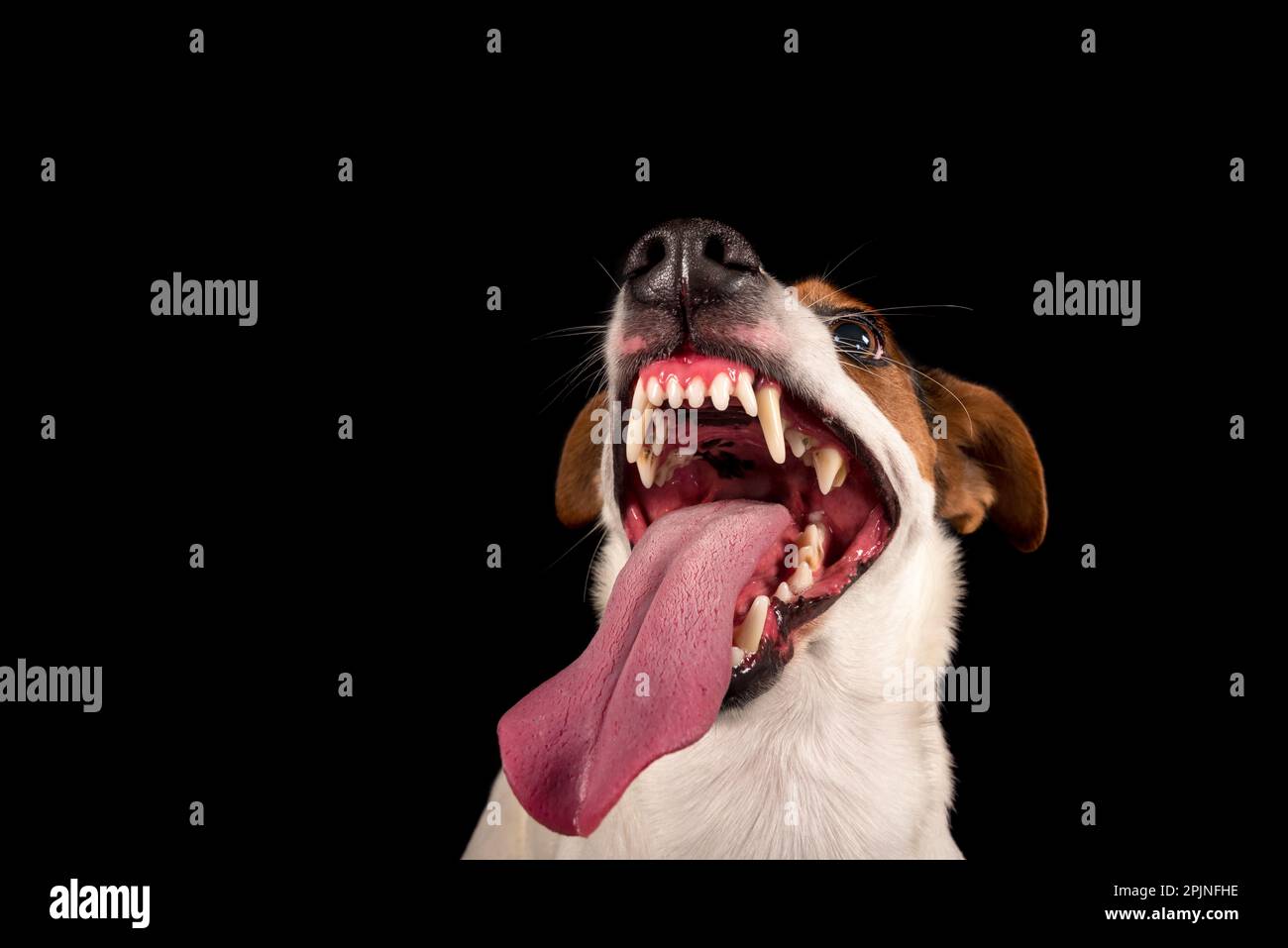 dog portraits happy Stock Photo - Alamy