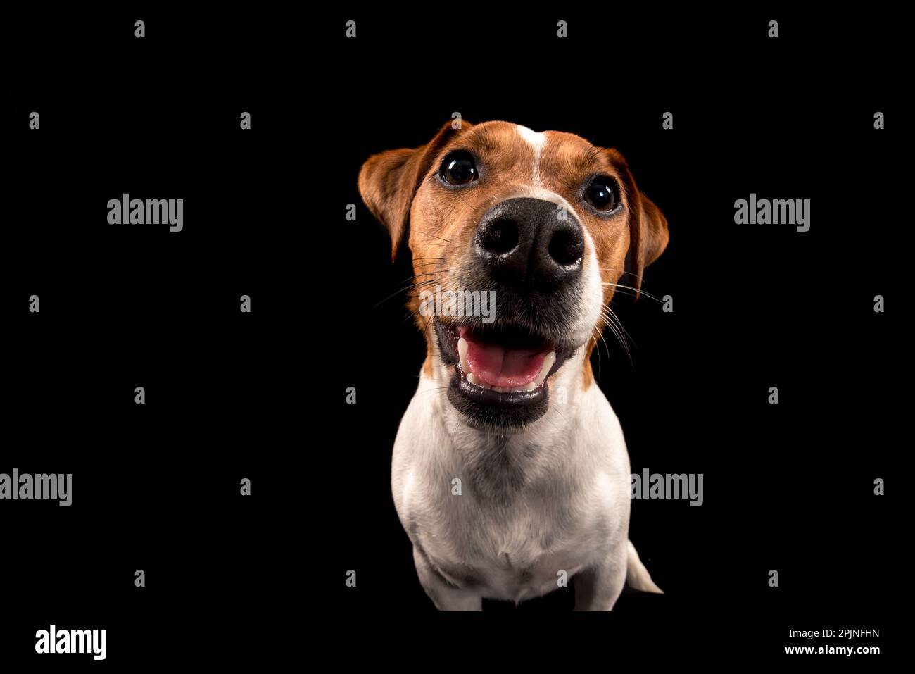 dog portraits happy Stock Photo - Alamy