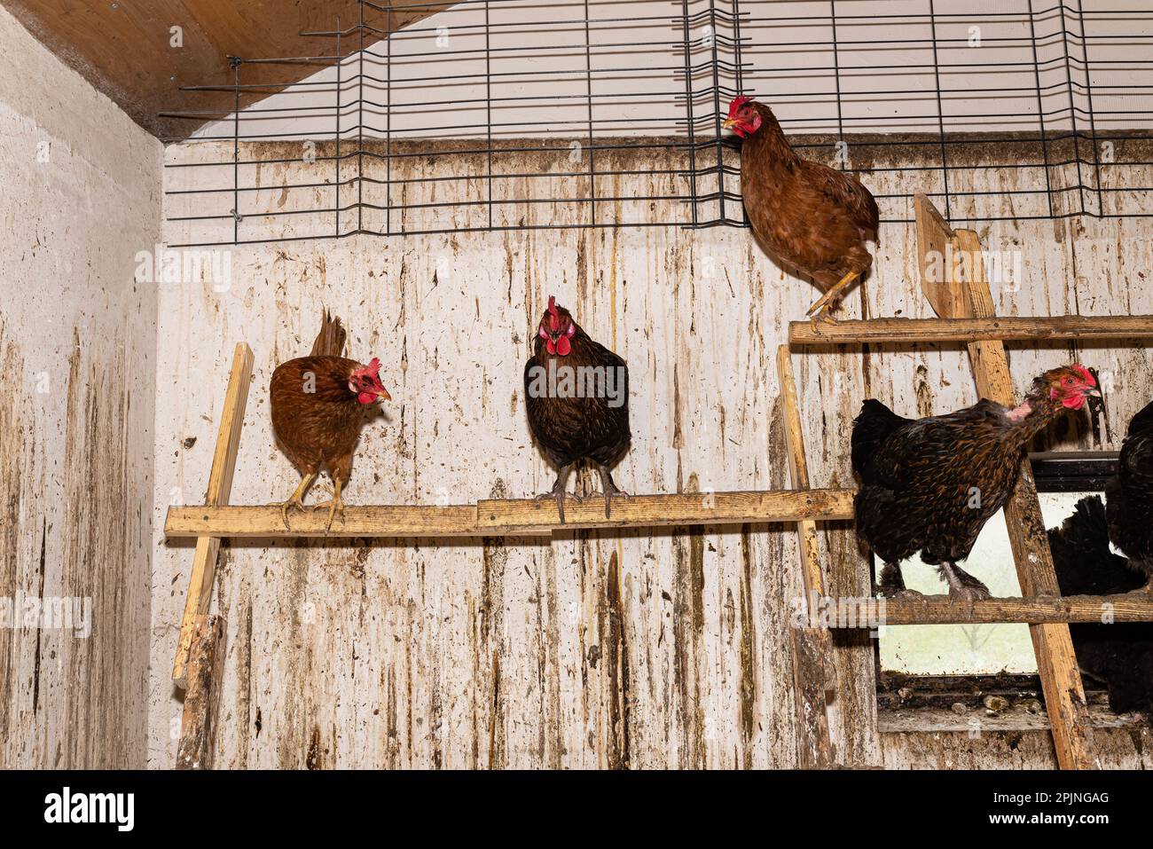 Hens standing on a wooden ladder in a chicken coop with dirty walls ...