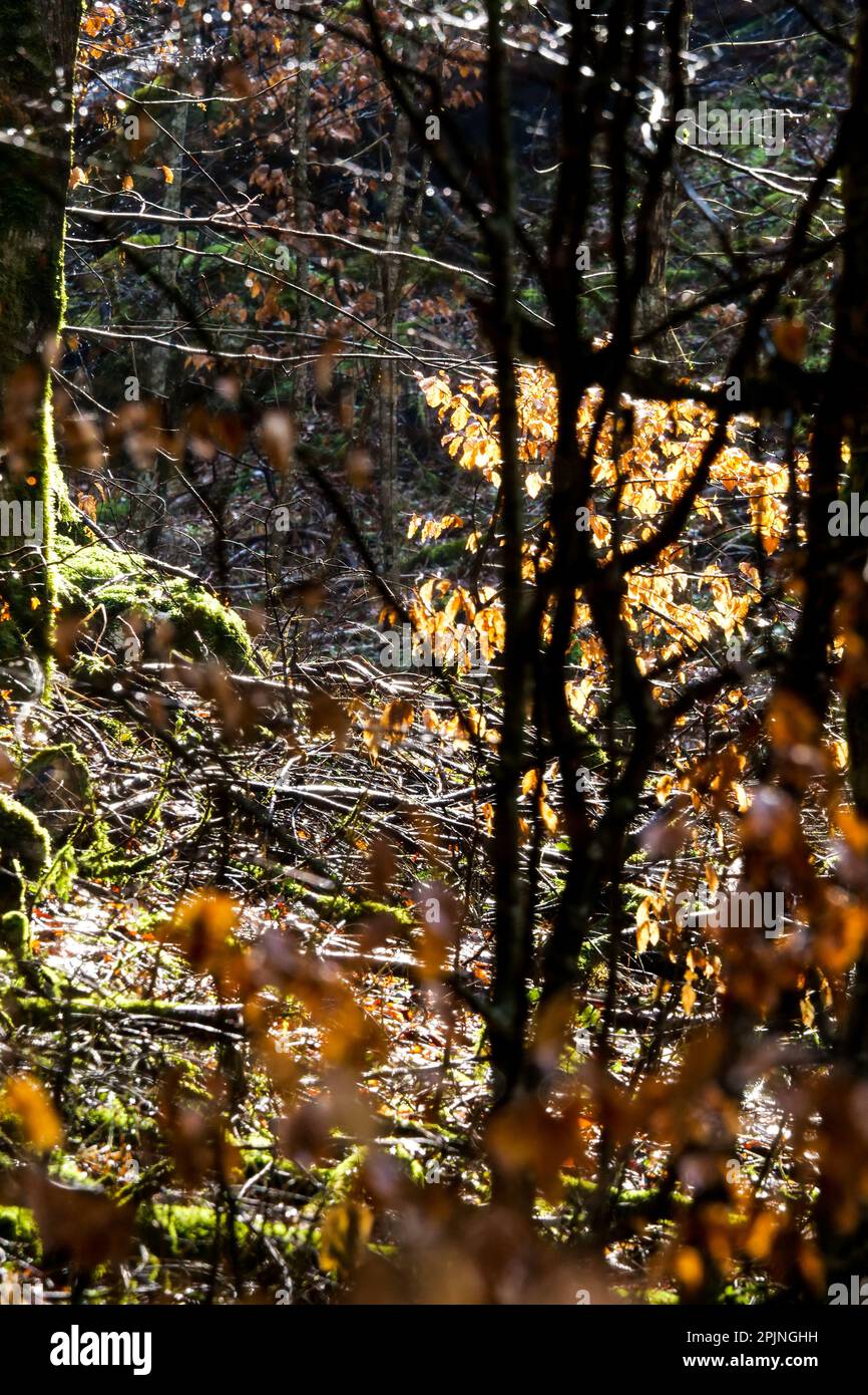 Autumn colors, Saint-Pierre de Chartreuse, Isere, France Stock Photo ...