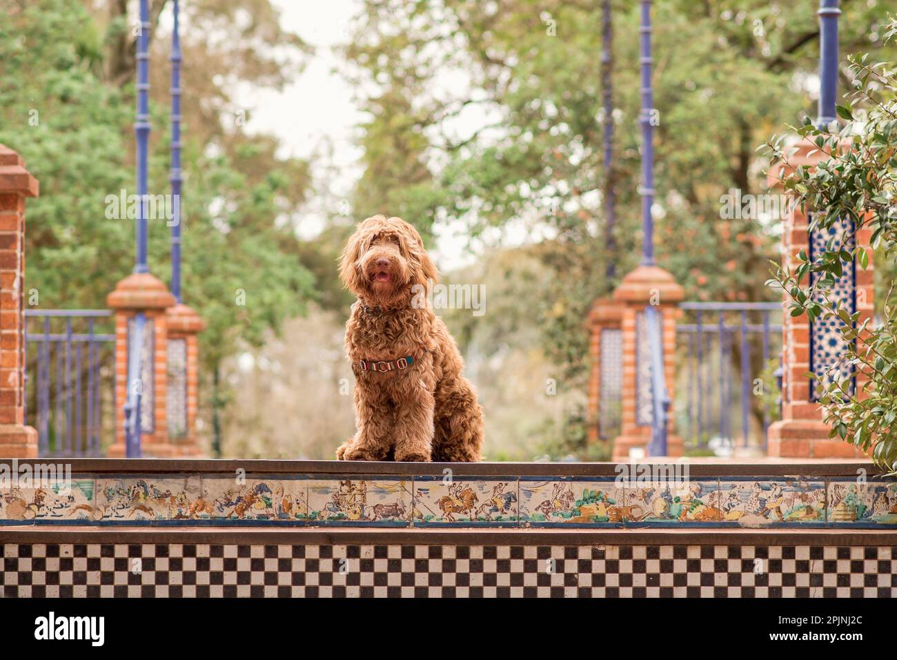dog portraits happy Stock Photo - Alamy