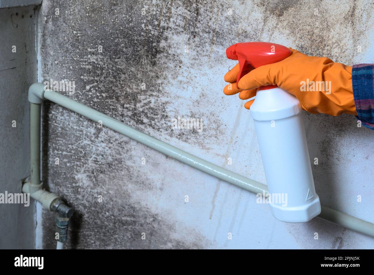 Mold on the wall, a man's hand in a rubber glove sprays a mold remedy ...