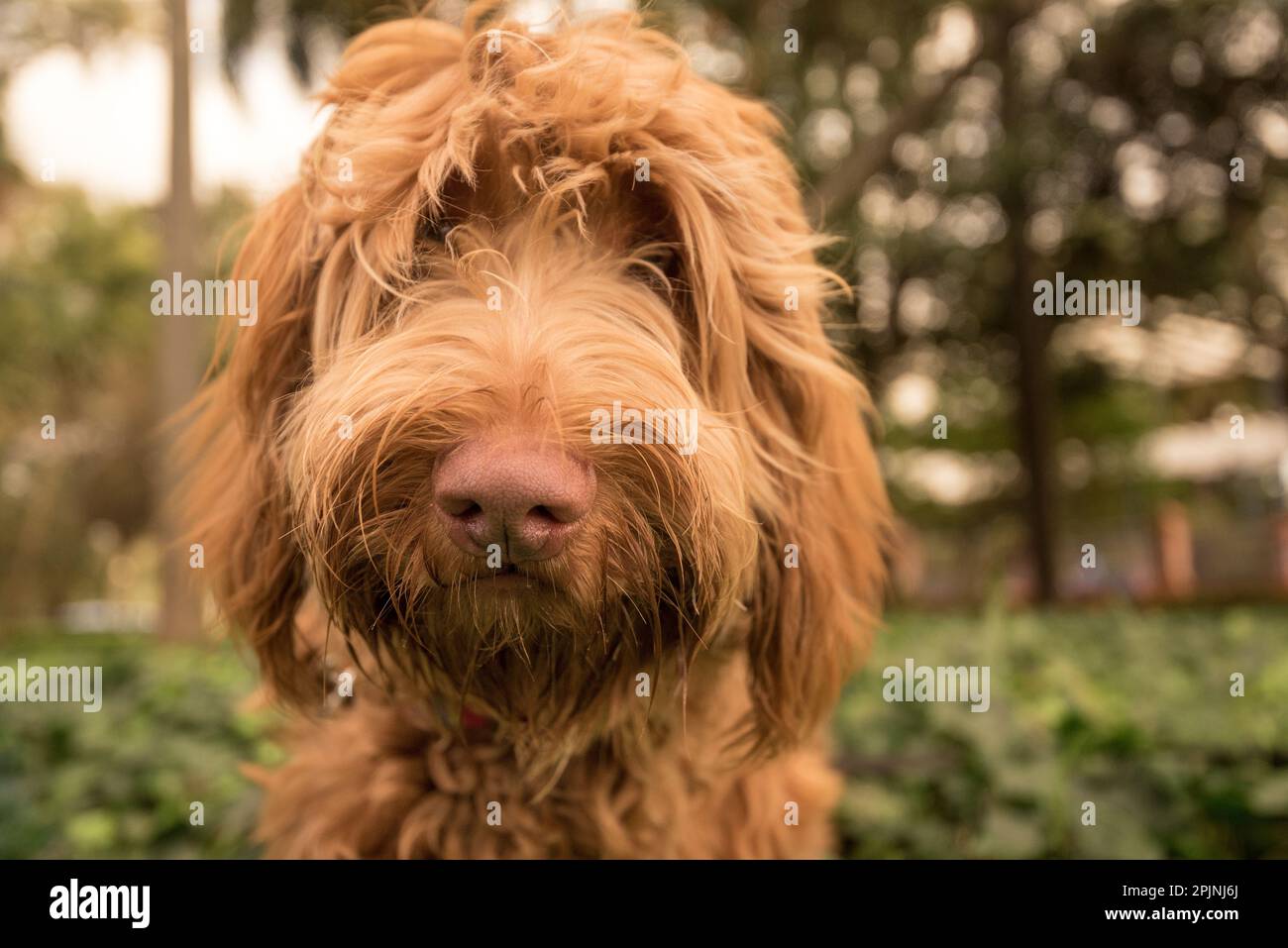dog portraits happy Stock Photo - Alamy