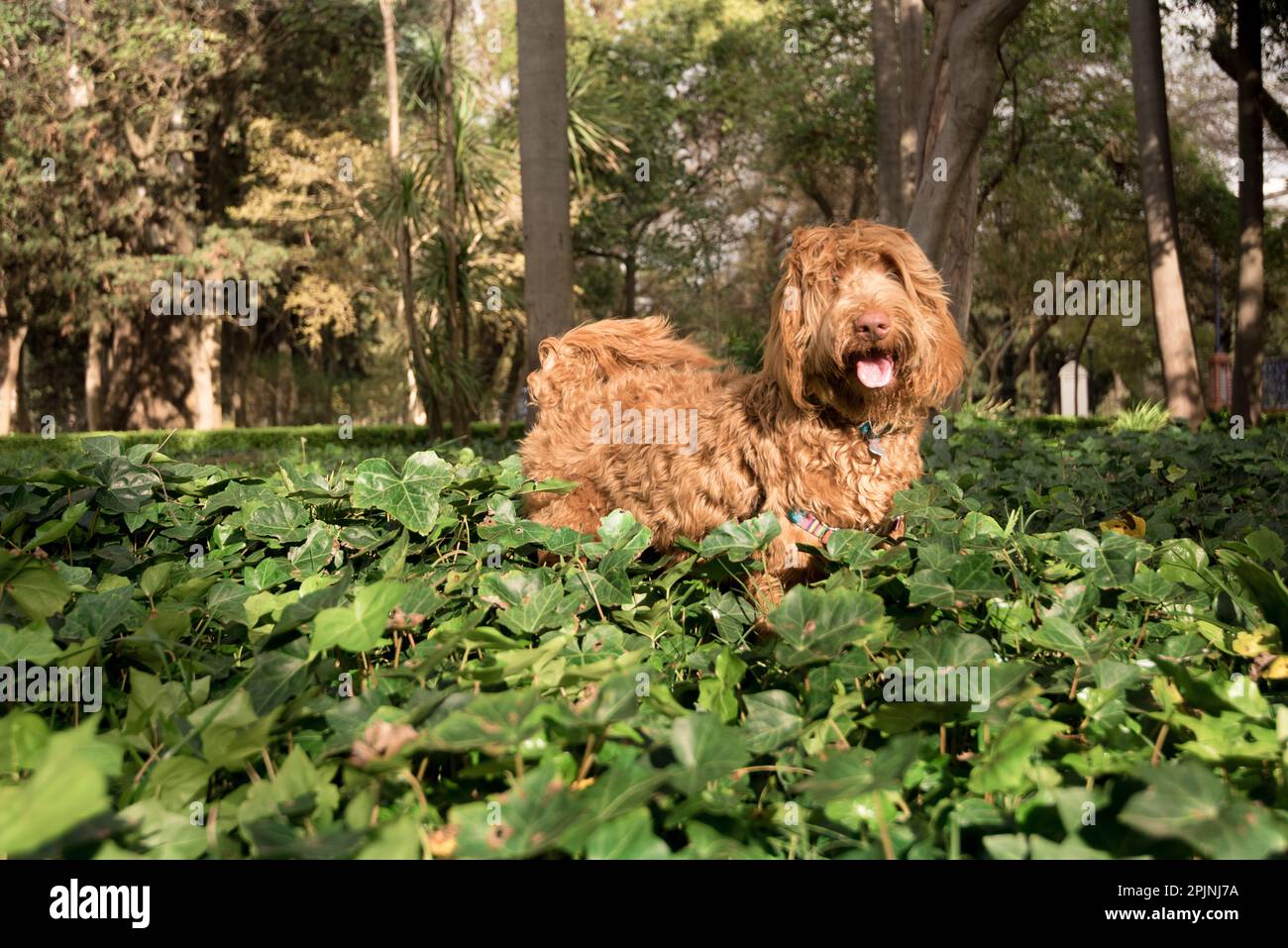 dog portraits happy Stock Photo - Alamy