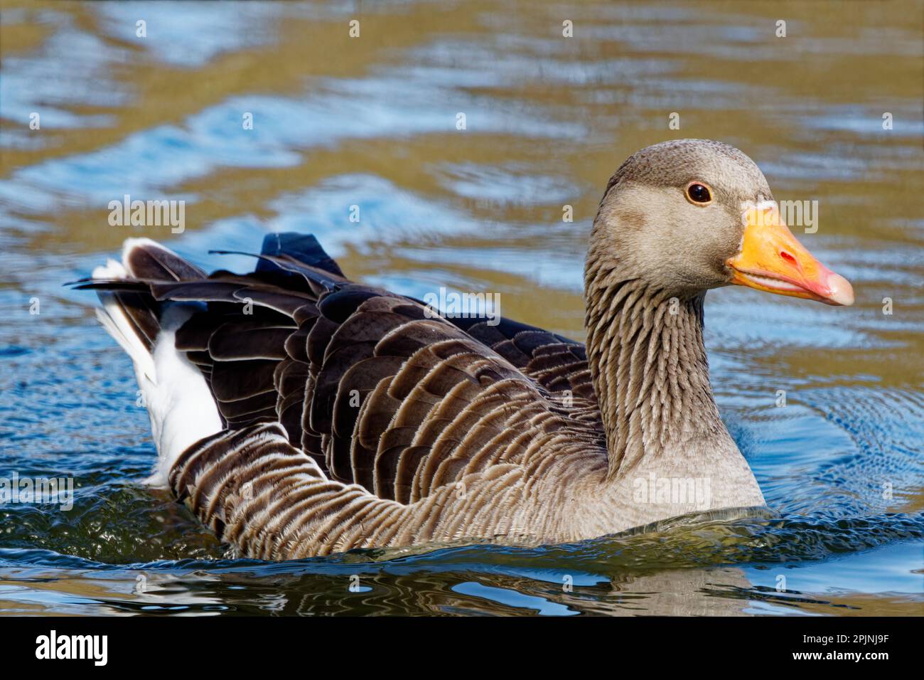 Greylag Goose (Anser anser) paddling Stock Photo - Alamy