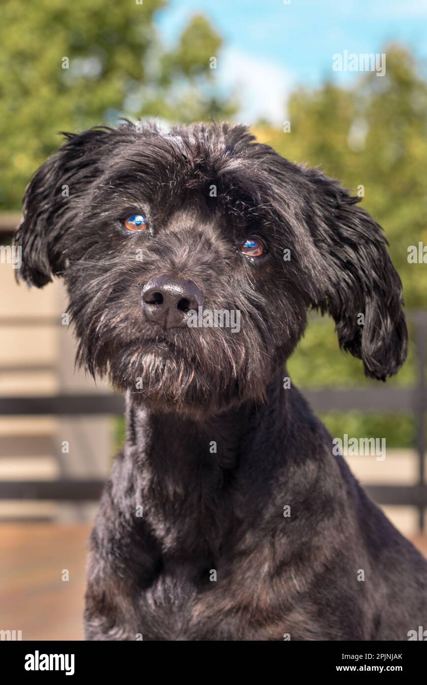 dog portraits happy Stock Photo - Alamy