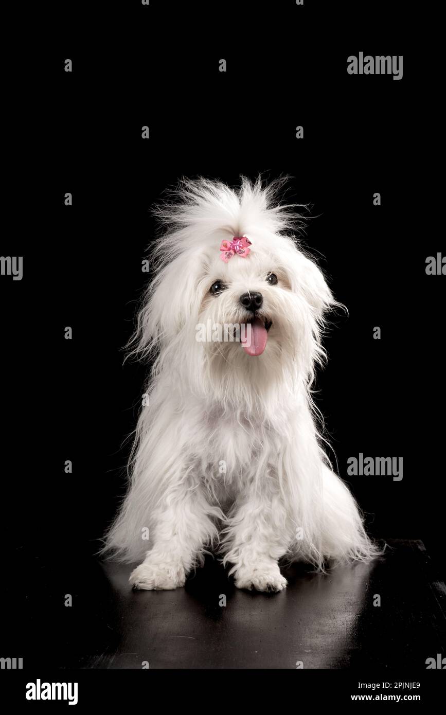 dog portraits happy Stock Photo - Alamy