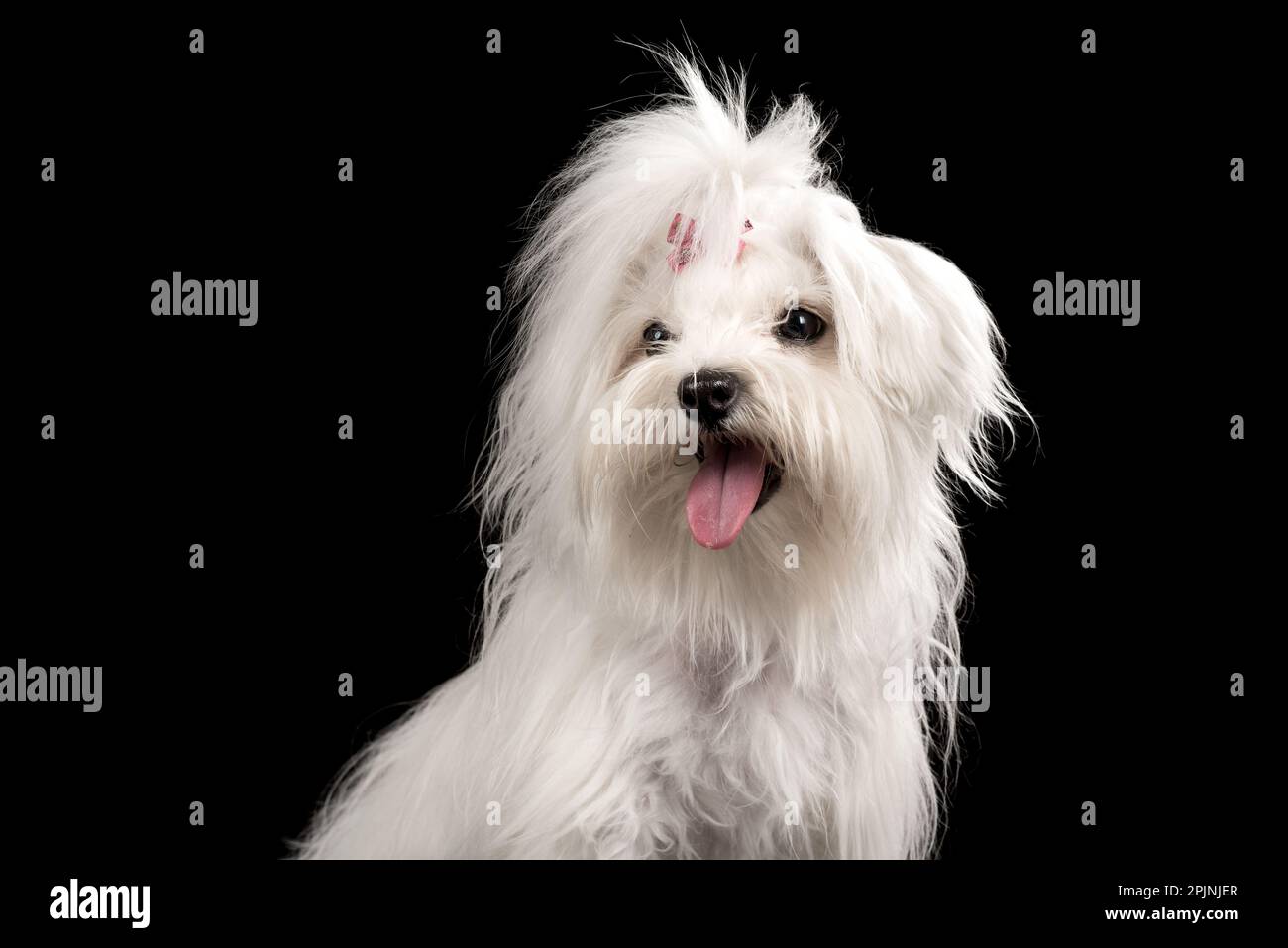 dog portraits happy Stock Photo - Alamy