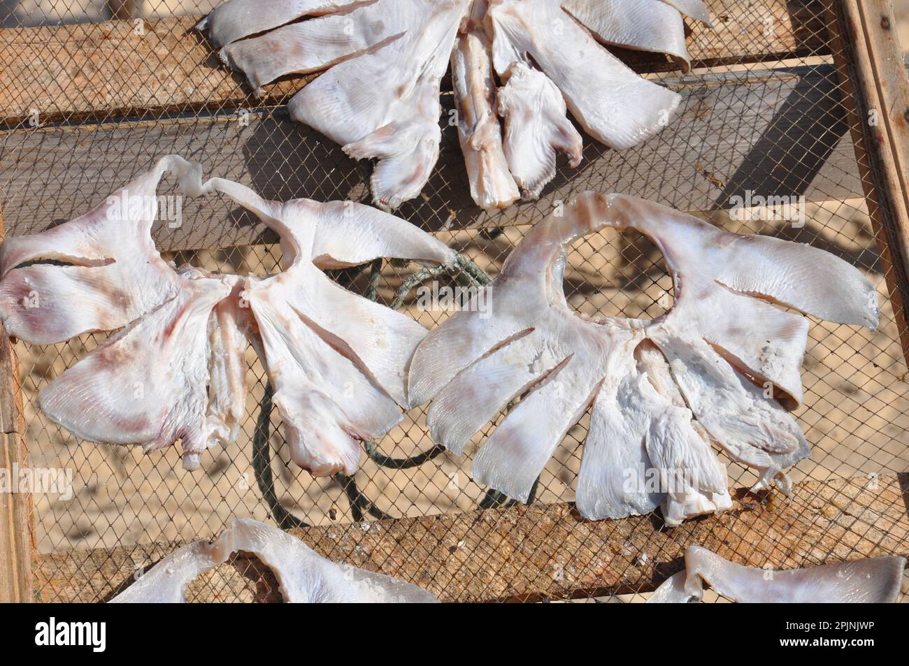 Fish drying in Sun Stock Photo - Alamy